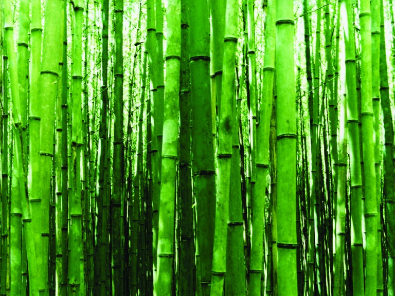Bamboo Investment Profile