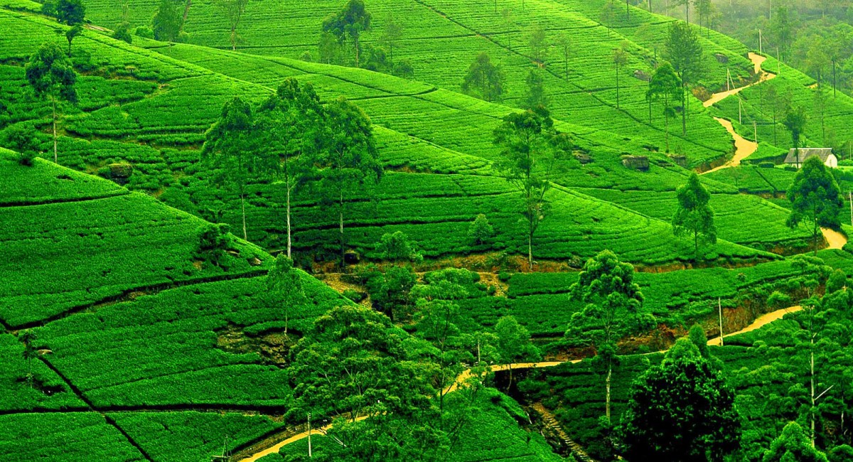 Buffalo Biodiesel clarifies contract with attorney general